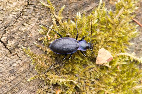 Blauwzwarte Schallebijter Carabus Problematicus Waarnemingen Be