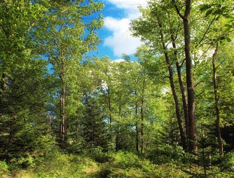 Banco de imagens árvore natureza região selvagem ramo plantar