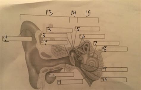 Bio Quiz Ear Diagram Diagram Quizlet