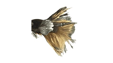 Do Betta Fish Fins Grow Back How To Help