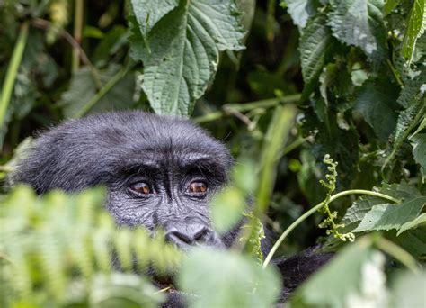 Gorilla Habituation Experience In Uganda Review