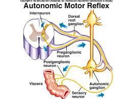 Human Reflex Physiology And Special Senses Flashcards Quizlet