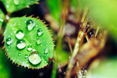 Feuille Gouttelettes Photo Gratuite Sur Pixabay Pixabay
