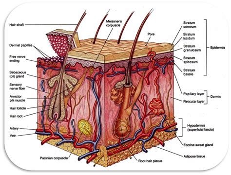 Components Of The Integumentary System Diagram The Integumen