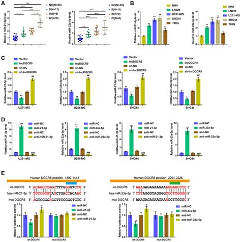 LncRNA DGCR5 Plays A Tumor Suppressive Role In Glioma Via The MiR 21