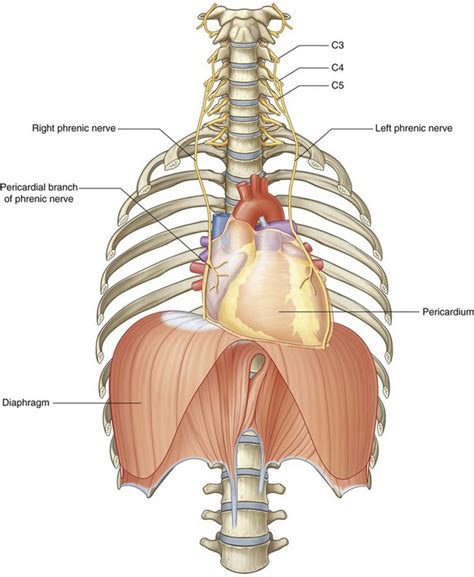 Thorax Basicmedical Key