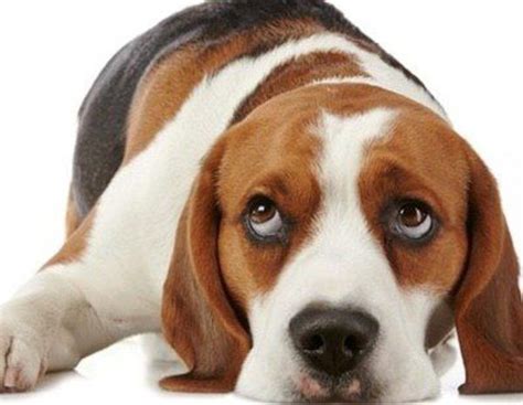 El síndrome vestibular afecta al equilibro de nuestra mascota te
