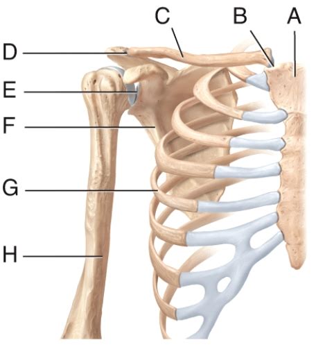The Pectoral Girdle Consists Of Bones Labeled And In The