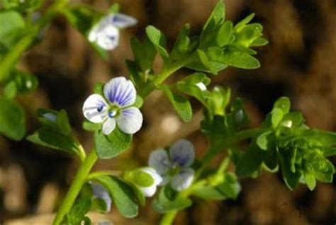 Wildflower Speedwell Thyme Leaved Irish Wild Flora Wildflowers Of Ireland