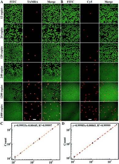 multiplexed droplet loop mediated isothermal amplification with scorpion shaped probes and