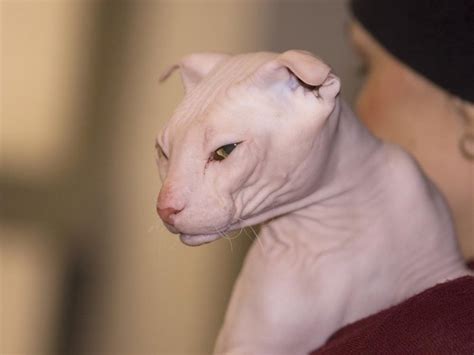 10 razas de gatos más extrañas y raras del mundo