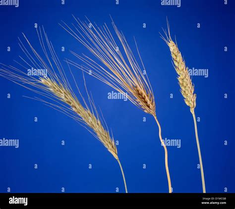 Comparaison de grains de seigle orge blé STUDIO Photo Stock Alamy