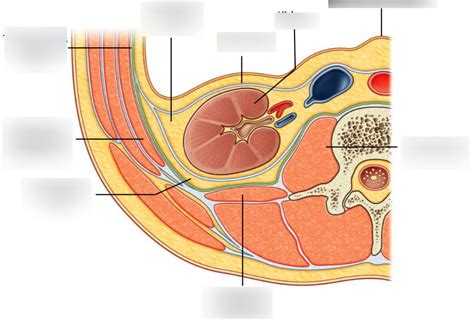 Transverse Section Through The Abdomen Diagram Quizlet