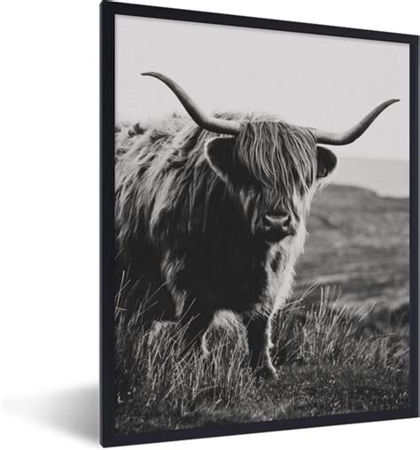 Fotolijst Incl Poster Zwart Wit Schotse Hooglander Natuur Koeien