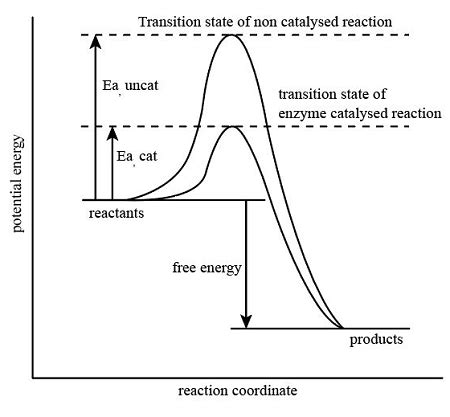 Explain Transition State Theory And Draw A Transition State Diagram For