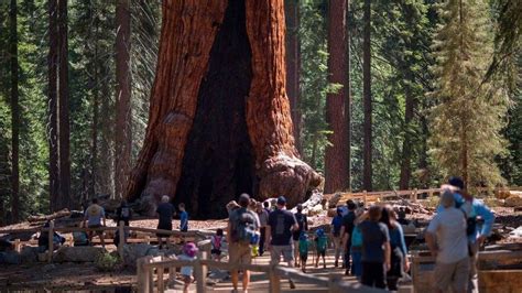 500 Giant Sequoias In Yosemite National Park CA Threatened By Growing
