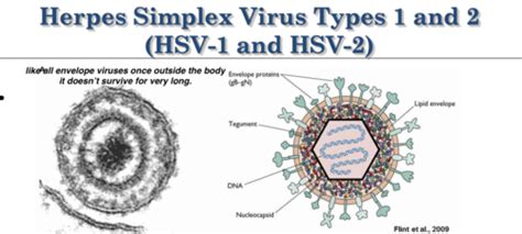 Herpes Simplex Virus Dr Butler Flashcards Quizlet