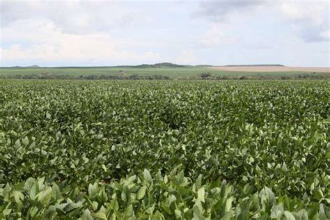 Soja deve bater novo recorde na produção no Brasil mesmo