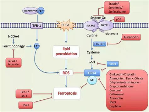 Ferroptosis Signaling Pathway