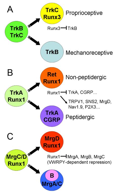 Runx Proteins Control The Diversification Of Sensory Neurons A