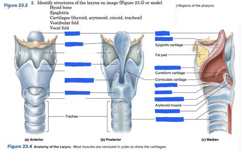 Larynx Structure Diagram Quizlet