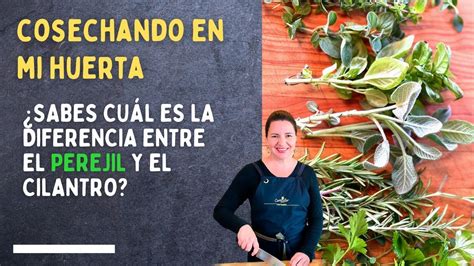 Sabes Cuál es La Diferencia entre el Perejil y El Cilantro