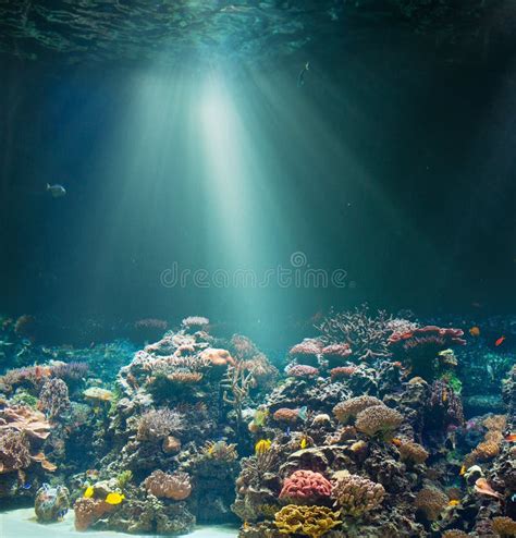 Fondo Del Mar Del Arrecife De Coral Y Superficie Subacuáticos Del Agua