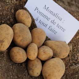 Pomme de terre monalisa 5 kg La Ferme Des Délices Du Jardin D