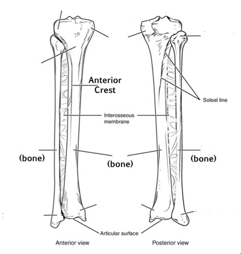Tibia And Fibula Diagram