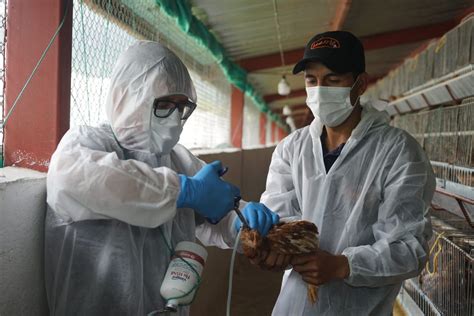 El Primer Caso De Gripe Aviar En Humanos En América Latina Destapa Una