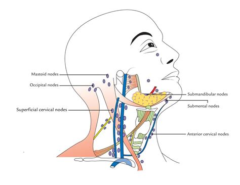Glands Back Of Neck Diagram Lymph Nodes Neck Head Occipital