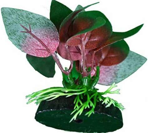 10 Best Plants For Betta Fish Reviewed Buyers Guide
