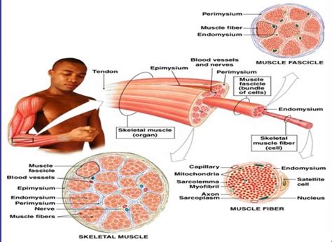 Chapter Muscle Tissue Flashcards Quizlet