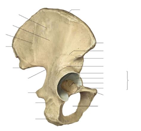 Lower Limb Osteology Flashcards Quizlet