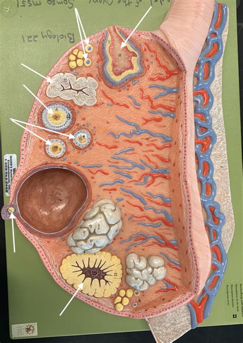 Reproductive System Ovary Model Diagram Quizlet