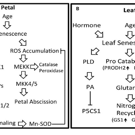 Potential Linkages Between Proline Metabolism And Signaling Pathways