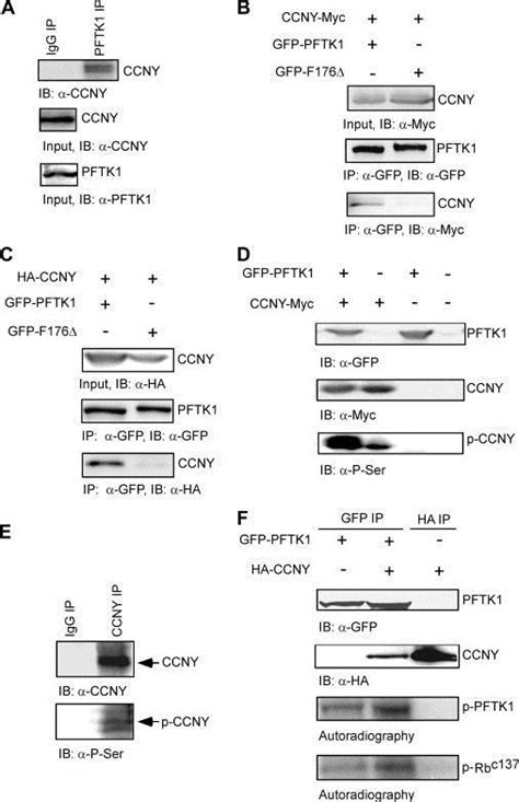 Cyclin Y A Novel Membraneassociated Cyclin Interacts With Pftk