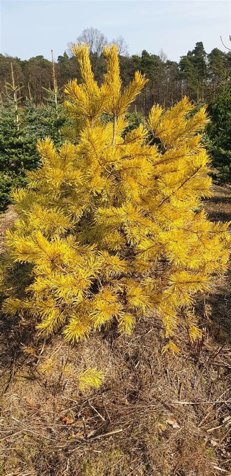 Sosna Pospolita Pinus Odmiana Aurea Strob W Og Oszenie Na Allegro