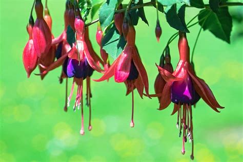 Les 23 Plus Belles Fleurs Vivaces Longue Floraison Ctendance