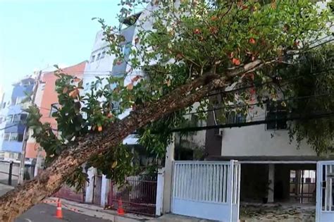 Árvore cai sobre fiação e interdita trânsito no bairro do Rio Vermelho