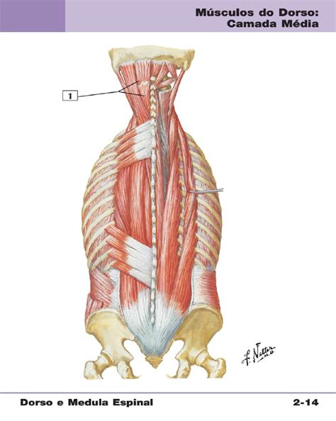 Músculos do dorso camada média intrínsicos Diagram Quizlet