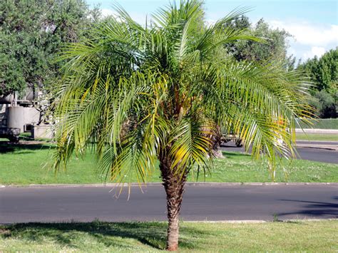 Palmera Enana Ganesha Plants