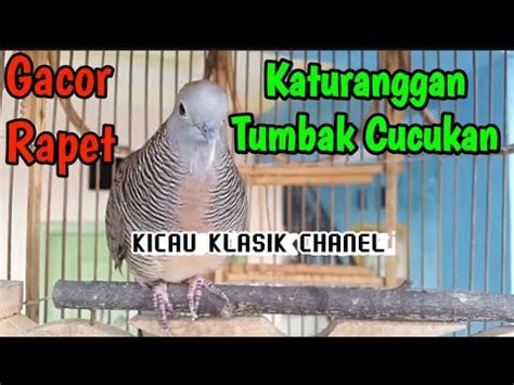 Pancingan Perkutut Lokal Gacor Katuranggan Tumbak Cucukan Youtube