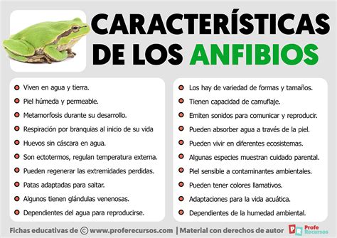 Características de los Anfibios
