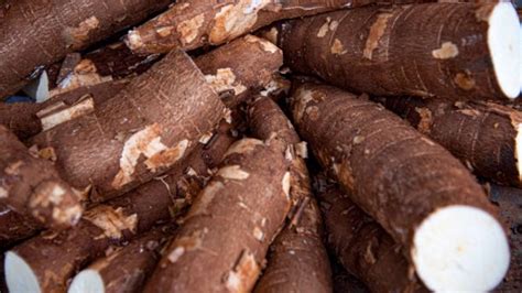 Qué es la yuca cómo la puedo preparar y cuáles son sus beneficios