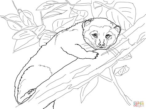 Slow Loris Coloring Page Coloring Pages