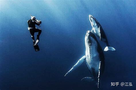 How Do Whales Survive And Breastfeed In The Ocean TipsMake