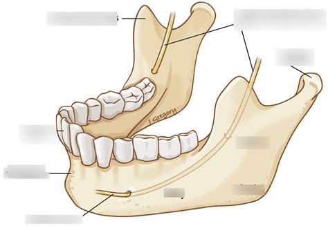 Skull Mandible Diagram Quizlet