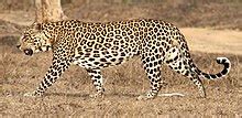 Leopard Wikipedia