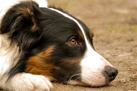 Comment Calmer Un Border Collie Fiche Pratique Sur Lavise Fr